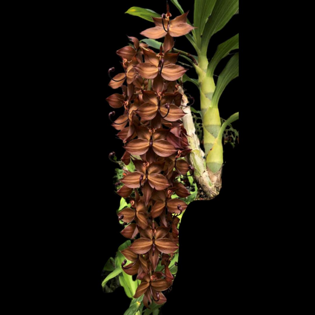 Catasetinae Alliance: Cycnodes cooperi 'Green' HCC/AOS x Cycnodes coop ...