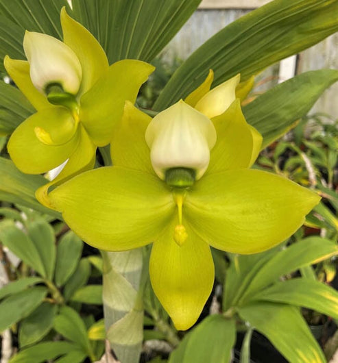 Catasetinae Alliance: Cycnodes warscewiczii 'Green Goddess' x 'World C ...