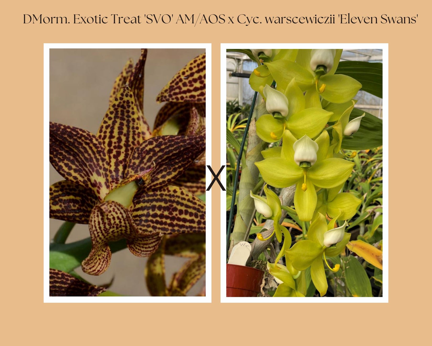 Catasetinae Alliance: Mormodes Exotic Treat AM/AOS x Cycnodes warscewi ...