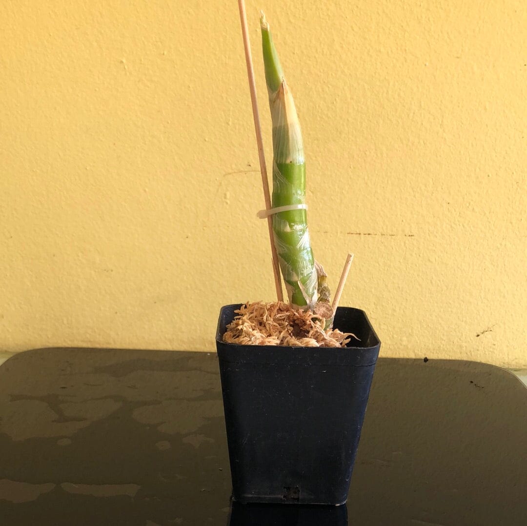 Catasetinae Alliance: Mormodes rosea – La Foresta Orchids