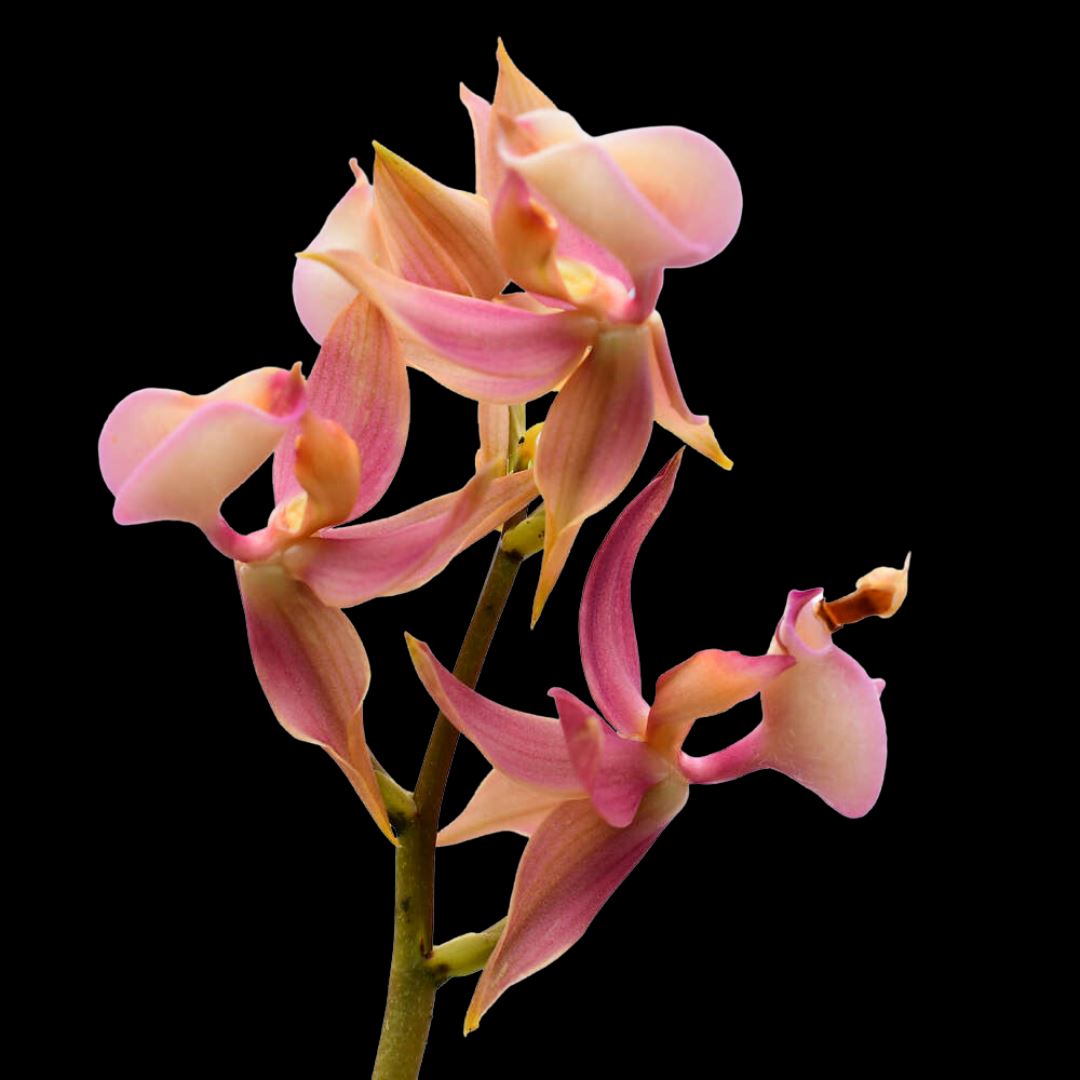 Catasetinae Alliance: Mormodes rosea – La Foresta Orchids
