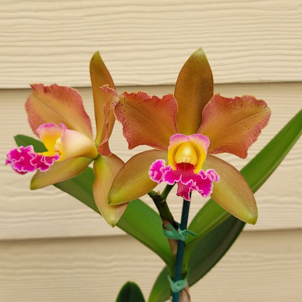 Cattleya Alliance - Blc. Akiko Sato 'Volcano Queen' – La Foresta Orchids
