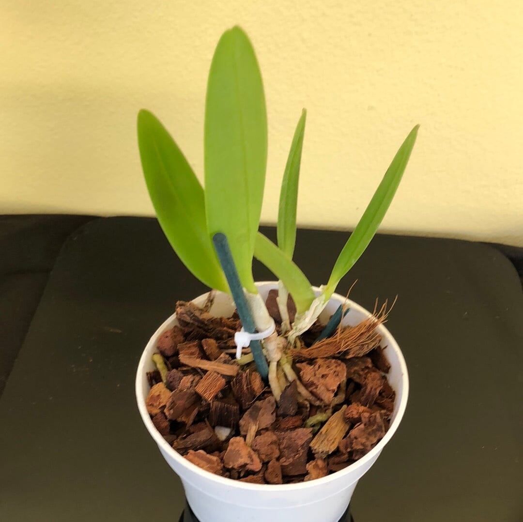 Cattleya Alliance - Blc. Akiko Sato 'Volcano Queen' – La Foresta Orchids