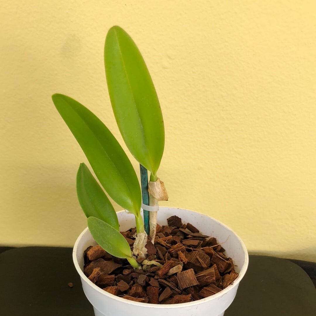Cattleya Alliance - Blc. Akiko Sato 'Volcano Queen' – La Foresta Orchids