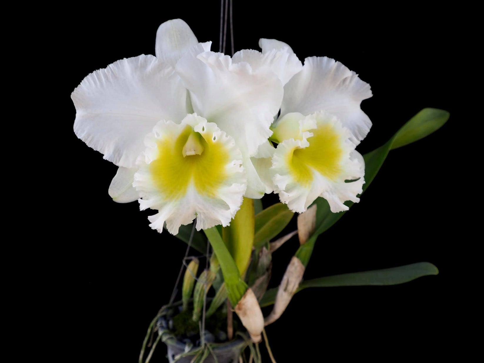 Cattleya Alliance - Blc. Burdekin Wonder 'Lake Land' AM/AOS – La ...