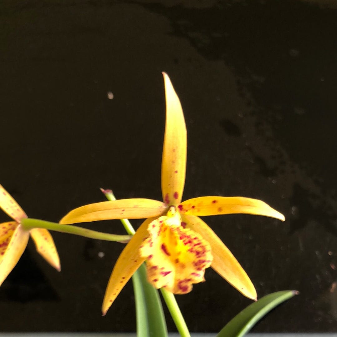 Cattleya Alliance - Blc. Copper Queen 'Ruby Lip' HCC/AOS – La Foresta ...