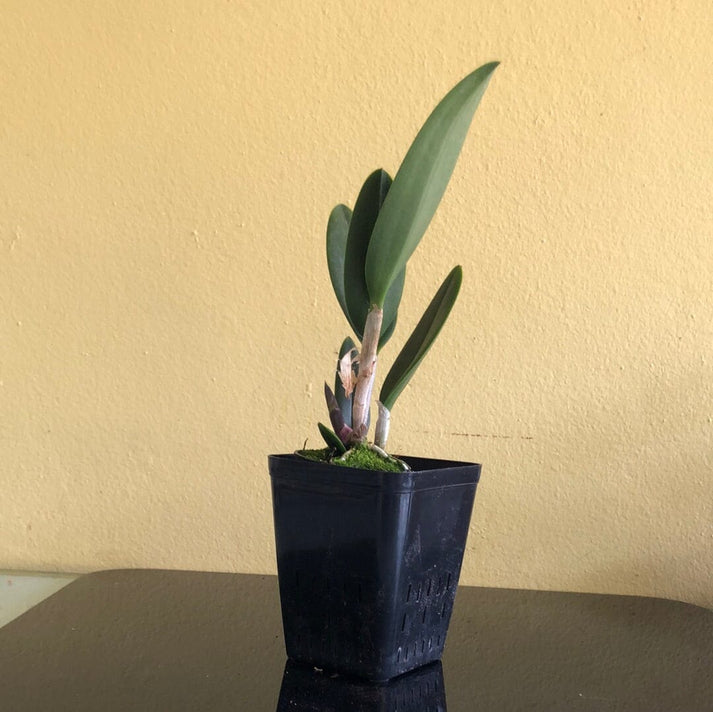 Cattleya Alliance - Blc. Hawaiian Leopard ‘Mei-Ling’ AM/AOS – La ...
