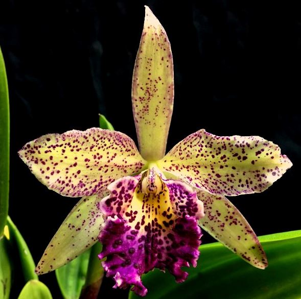 Cattleya Alliance - Blc. Hawaiian Leopard ‘Mei-Ling’ AM/AOS – La ...