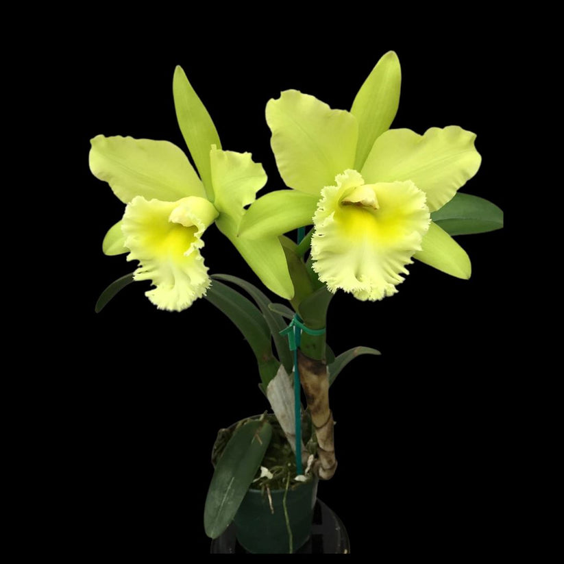 Cattleya Alliance - Blc. Prada Green Deluxe 'NN' – La Foresta Orchids