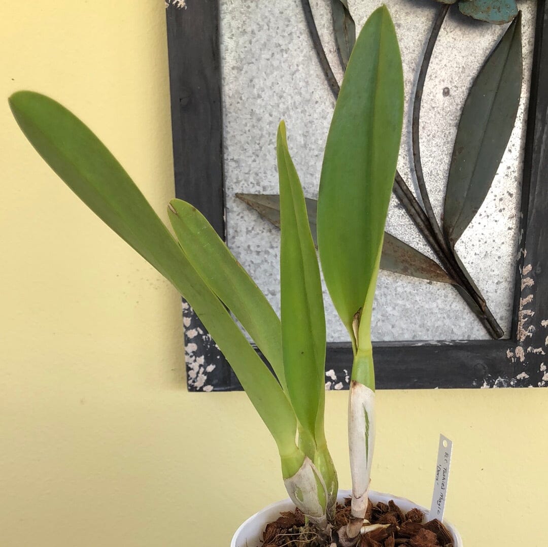 Cattleya Alliance - Blc. Toshi’s Magic ‘Doris’ – La Foresta Orchids