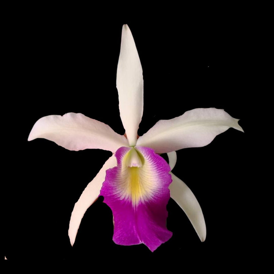 The Top 10 Most Expensive Orchids in the World – La Foresta Orchids