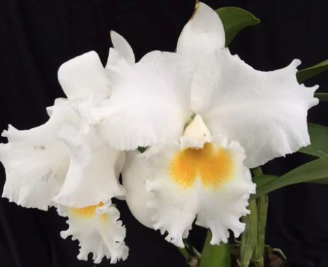 Cattleya Alliance - Cattleya Bob Betts 'The Conqueror' – La Foresta Orchids