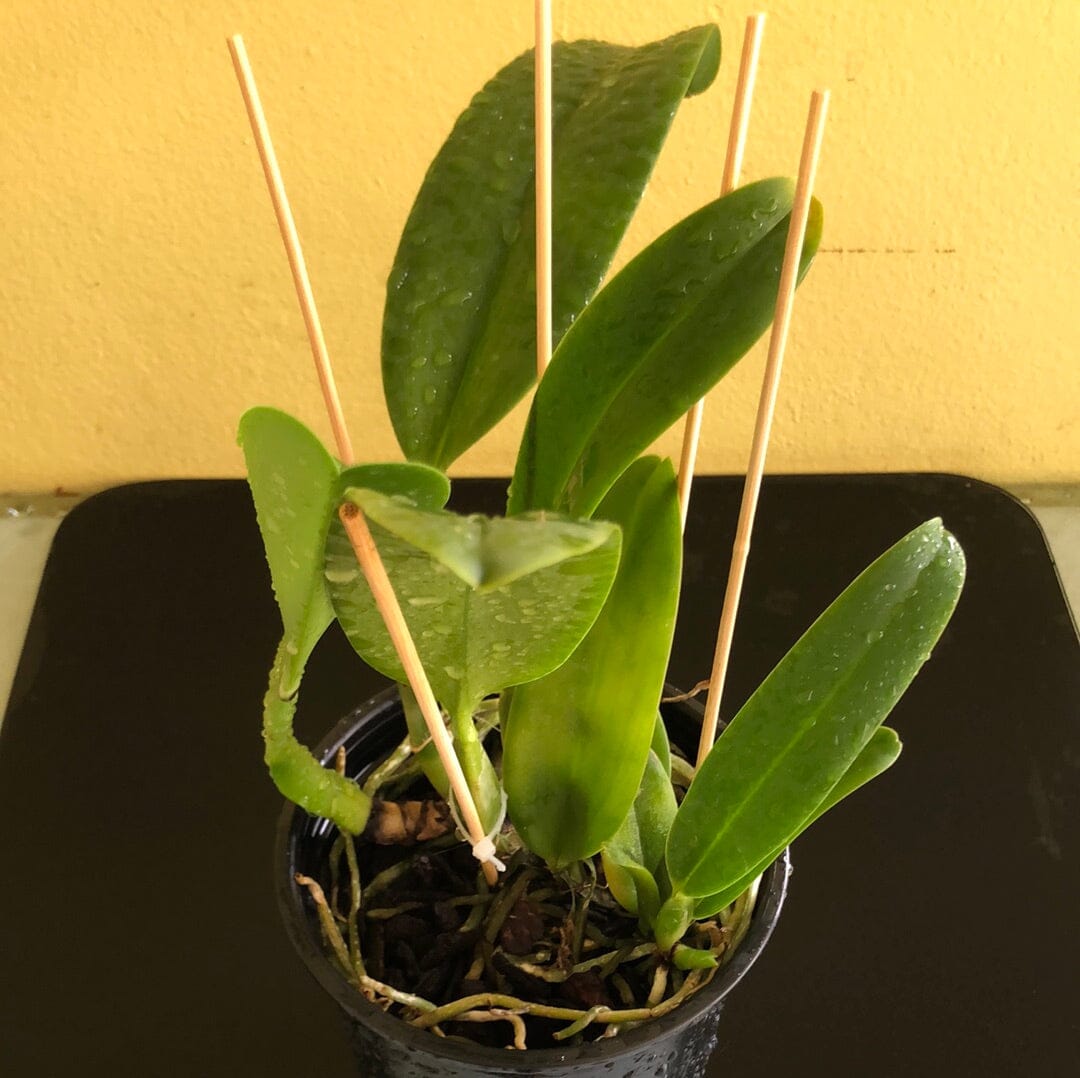 Cattleya Alliance - Cattleya Bob Betts 'The Conqueror' – La Foresta Orchids