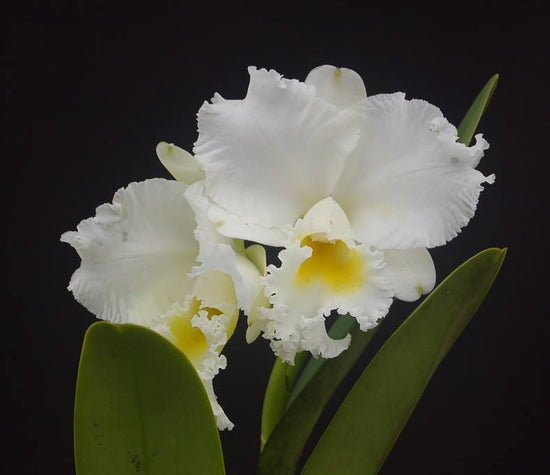 Cattleya Alliance - Cattleya Earl Imperialis x Mishima Pearl 'Blumen I ...