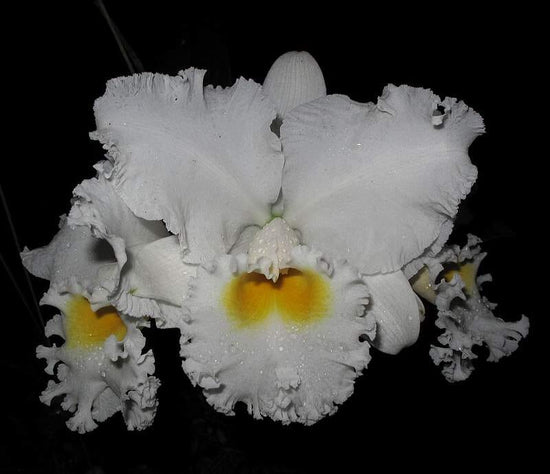 Cattleya Alliance - Cattleya Earl Imperialis x Mishima Pearl 'Blumen I ...