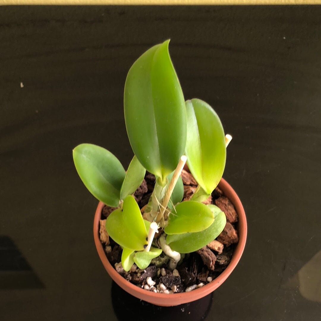 Cattleya Leoloddiglossa var. coerulea 'Exotic Orchids 4N' – La Foresta ...