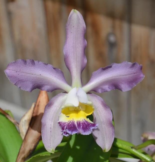 Cattleya Leoloddiglossa var. coerulea 'Speckled Blue' FCC/AOS x Cattle ...