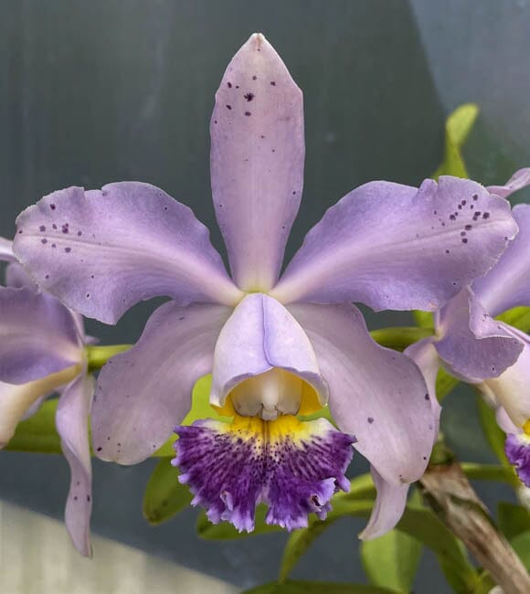 Cattleya Leoloddiglossa var. coerulea 'Speckled Blue' FCC/AOS x Cattle ...