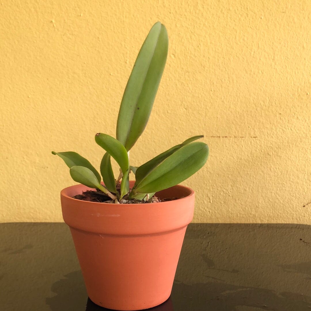 Cattleya Small World 4N x Cattleya Triumphans 4N – La Foresta Orchids