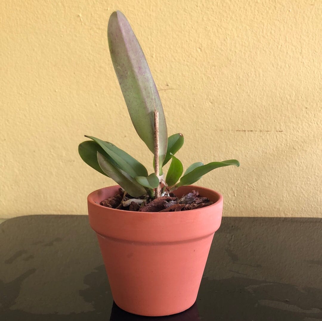Cattleya Small World 4N x Cattleya Triumphans 4N – La Foresta Orchids
