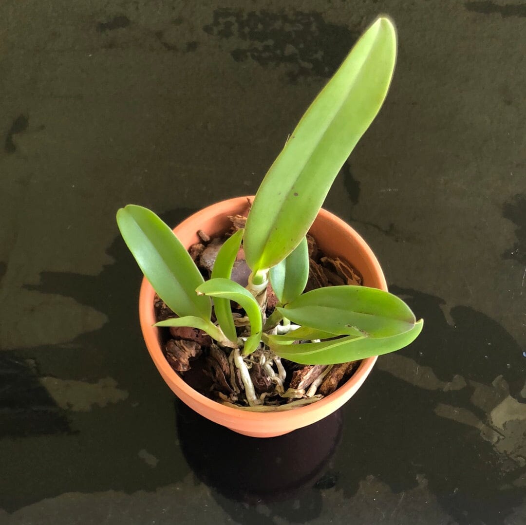 Cattleya Small World 4N x Cattleya Triumphans 4N – La Foresta Orchids