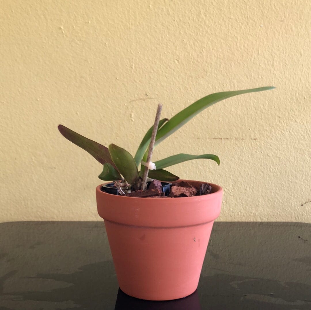 Cattleya Small World 4N x Cattleya Triumphans 4N – La Foresta Orchids