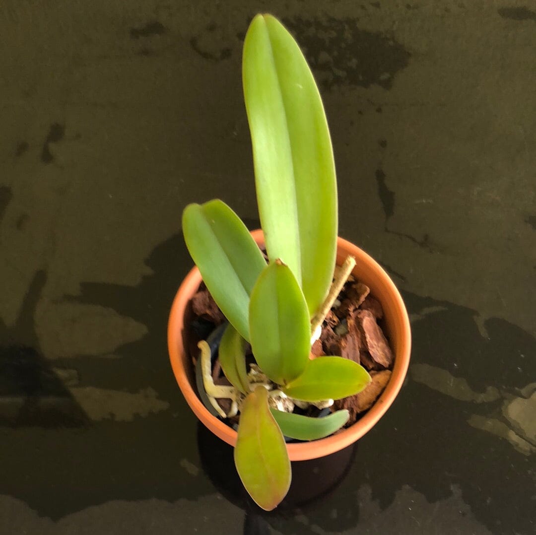Cattleya Small World 4N x Cattleya Triumphans 4N – La Foresta Orchids