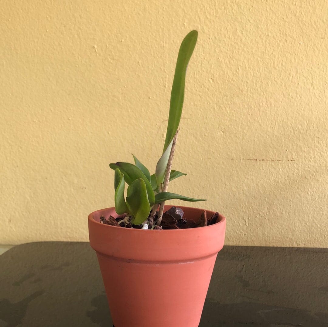 Cattleya Small World 4N x Cattleya Triumphans 4N – La Foresta Orchids