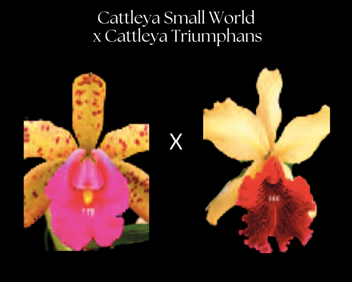 Cattleya Small World 4N x Cattleya Triumphans 4N – La Foresta Orchids