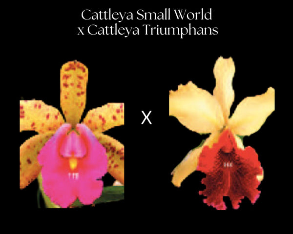 Cattleya Small World x Cattleya Triumphans – La Foresta Orchids