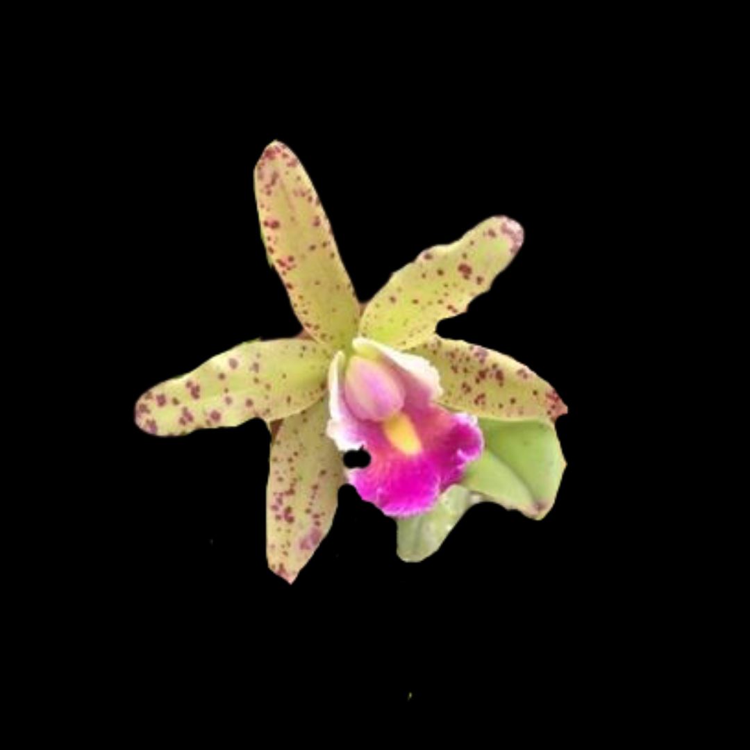Cattleya Small World x Cattleya Triumphans – La Foresta Orchids
