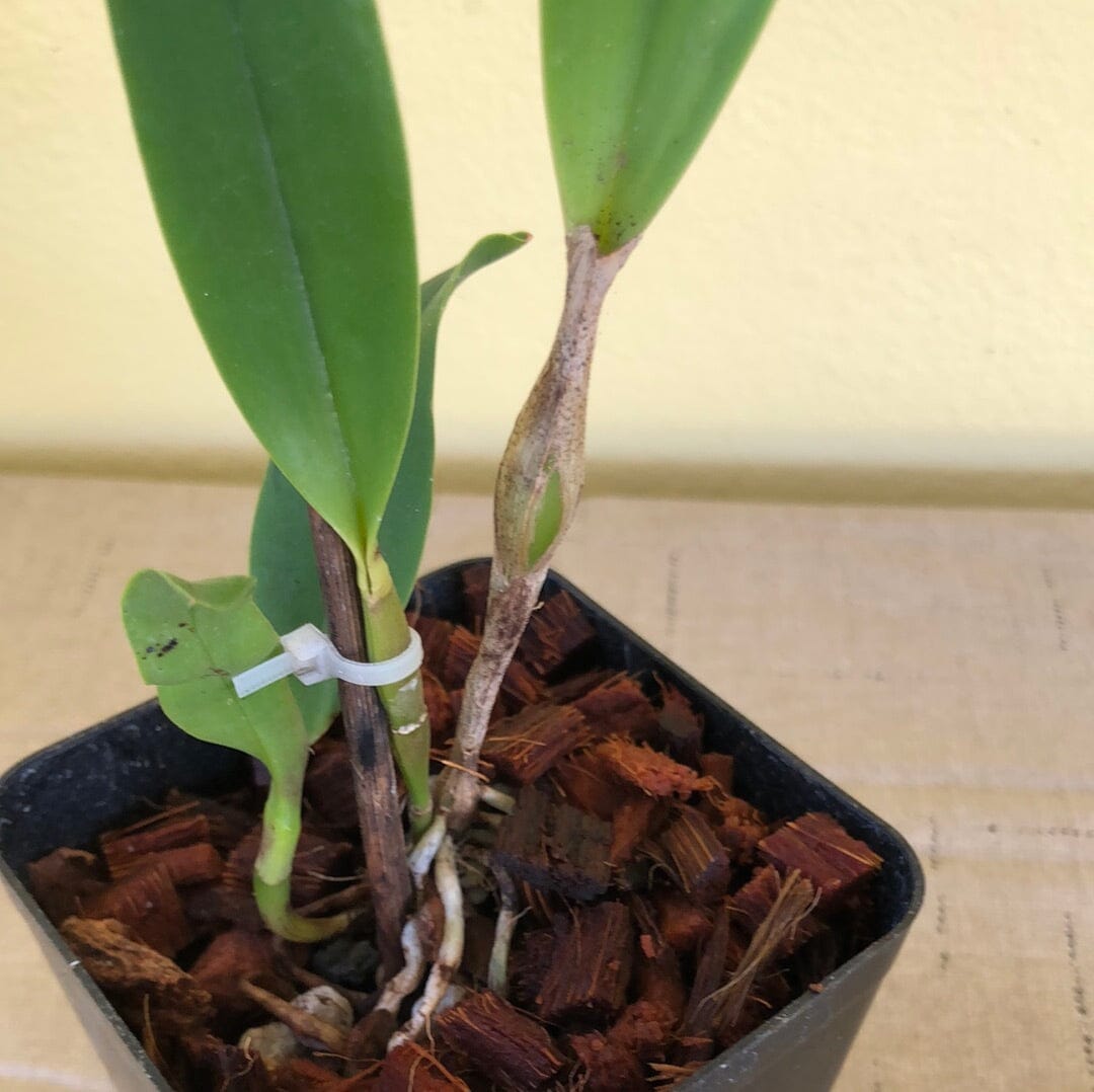 Cattleya Alliance - Epicatanthe Don Herman Carmela 'Spots' – La Foresta ...