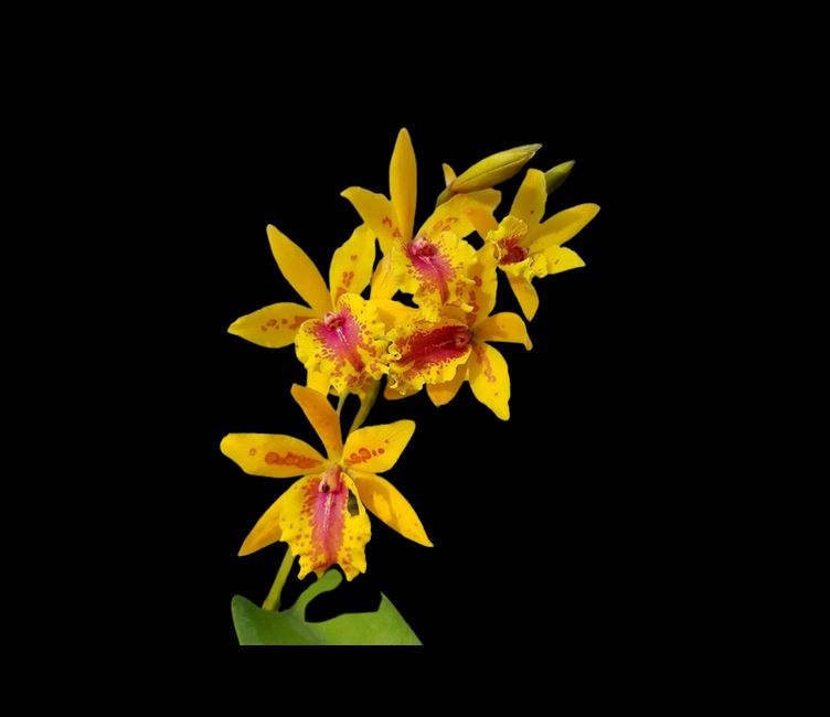 Cattleya Alliance - Epicatanthe Don Herman Carmela 'Spots' – La Foresta ...