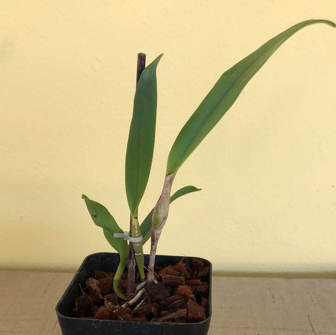 Cattleya Alliance - Epicatanthe Don Herman Carmela 'Spots' – La Foresta ...