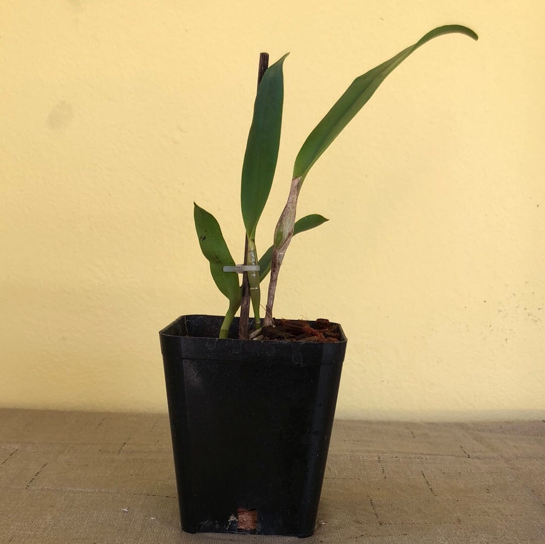 Cattleya Alliance - Epicatanthe Don Herman Carmela 'Spots' – La Foresta ...