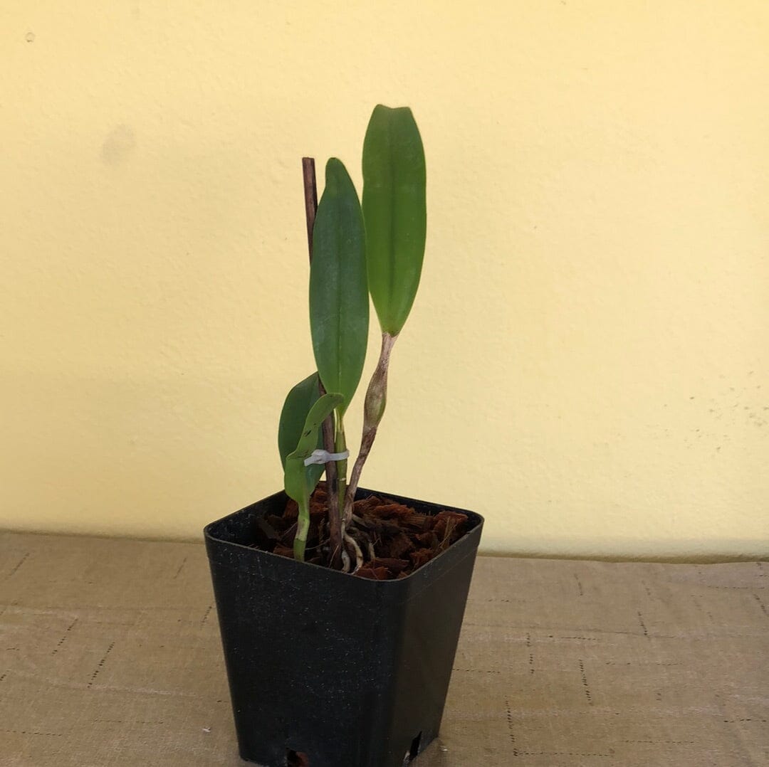 Cattleya Alliance - Epicatanthe Don Herman Carmela 'Spots' – La Foresta ...