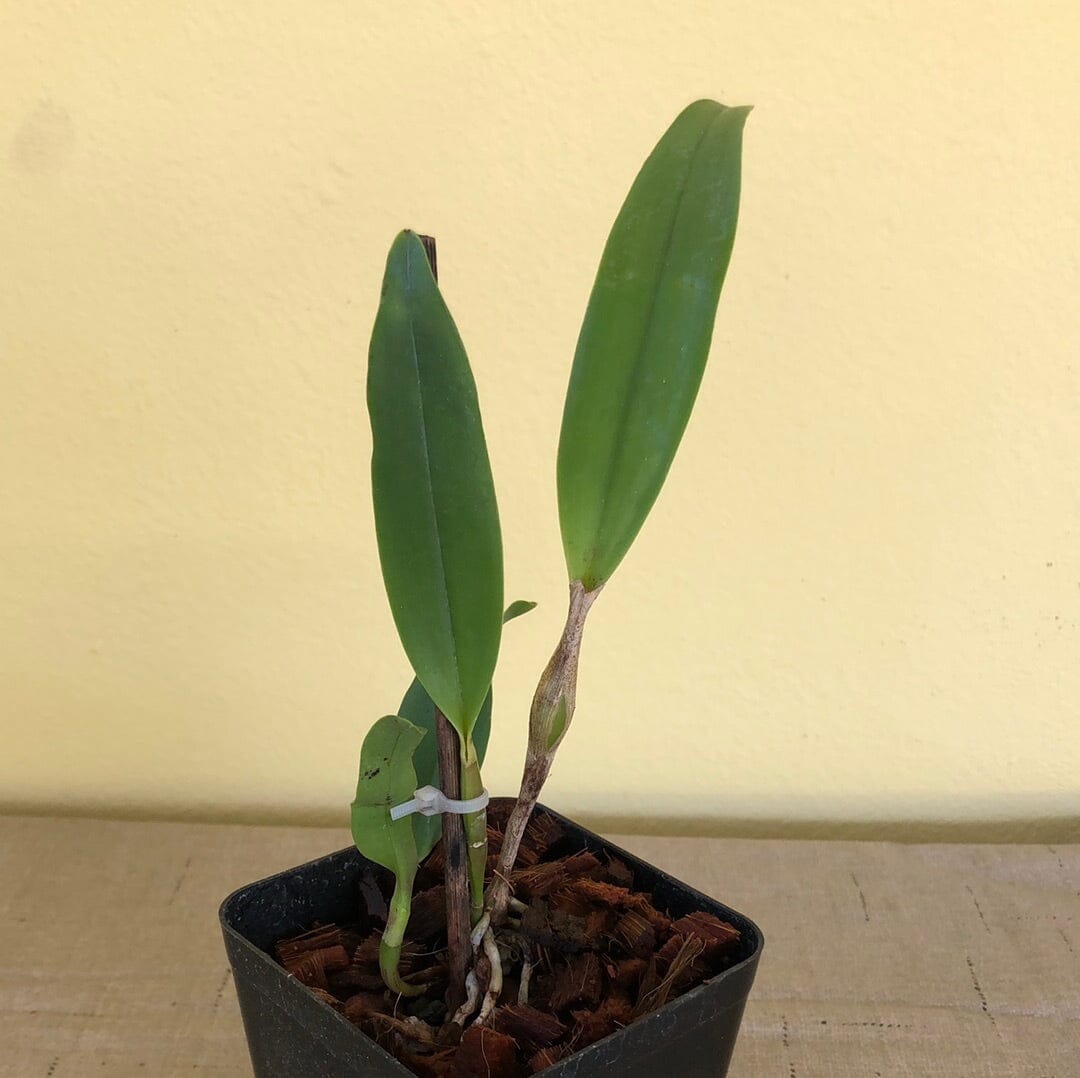 Cattleya Alliance - Epicatanthe Don Herman Carmela 'Spots' – La Foresta ...