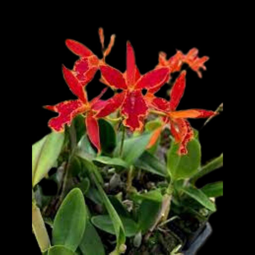 Cattleya Alliance: Epilaeliocattleya Volcano Trick 'Red Lava' – La ...