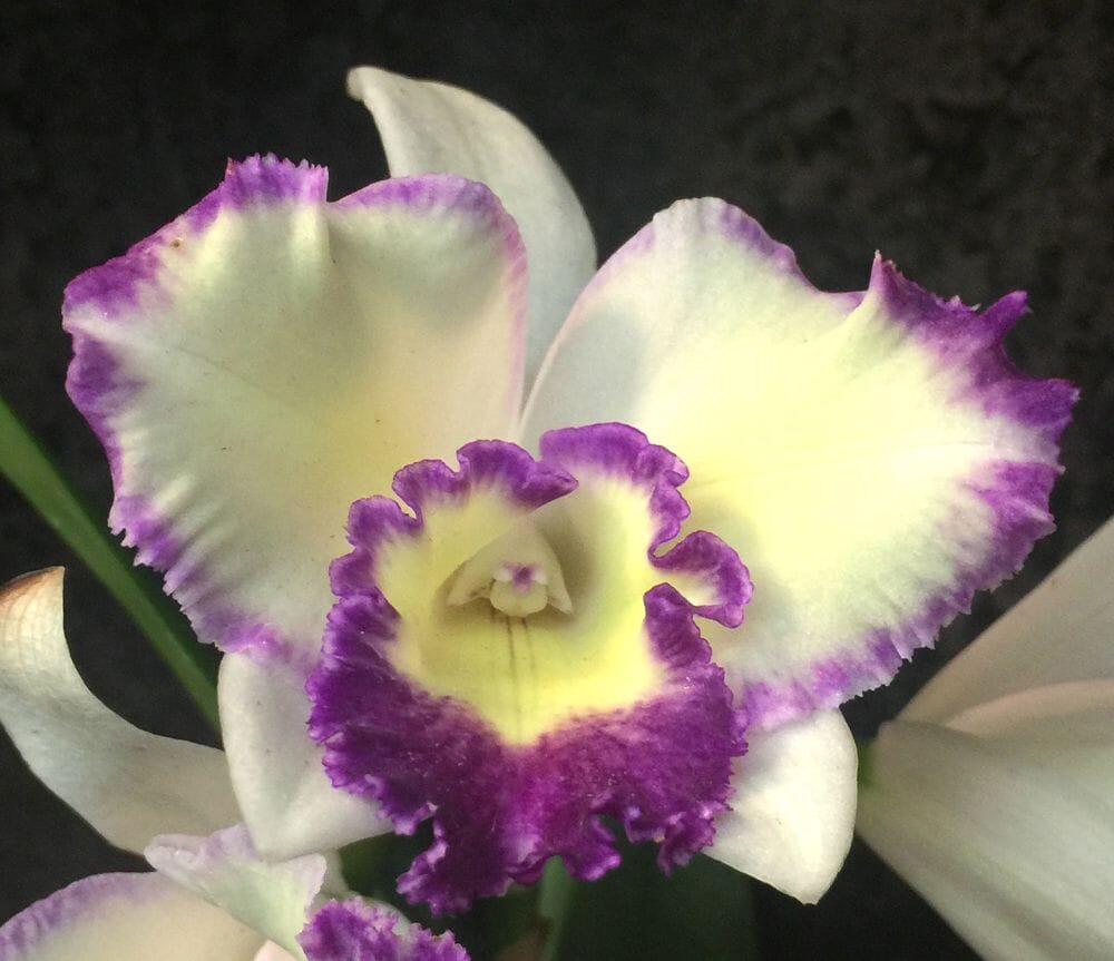 Cattleya Alliance: Lc. Nice Holiday 'Suntopia' – La Foresta Orchids