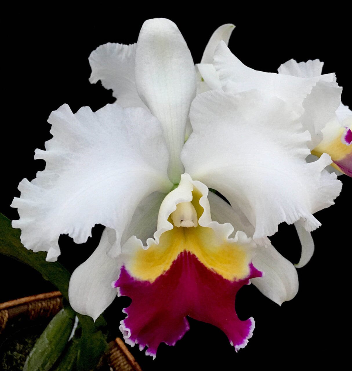 Cattleya Alliance: Lc. Taida Swan 'Polar Bear' – La Foresta Orchids