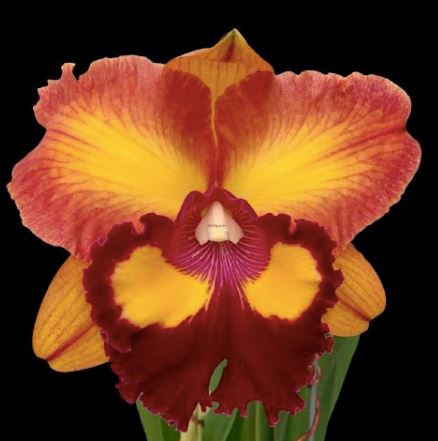 Cattleya Alliance - Classics Cattleyas – La Foresta Orchids