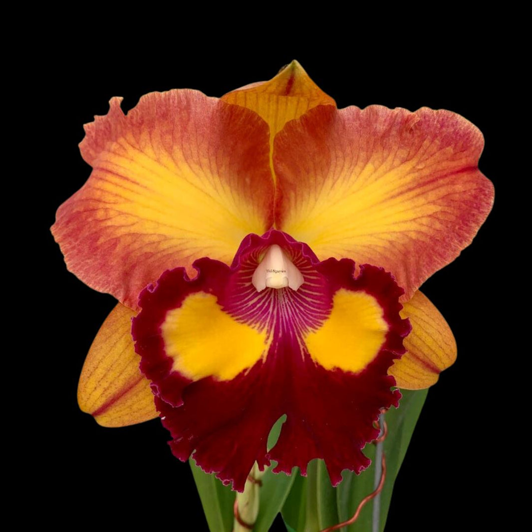 Cattleya Alliance - Classics Cattleyas – La Foresta Orchids