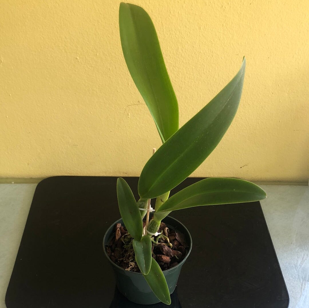 Cattleya Alliance - Rlc. Chia Lin 'Sun Light' – La Foresta Orchids