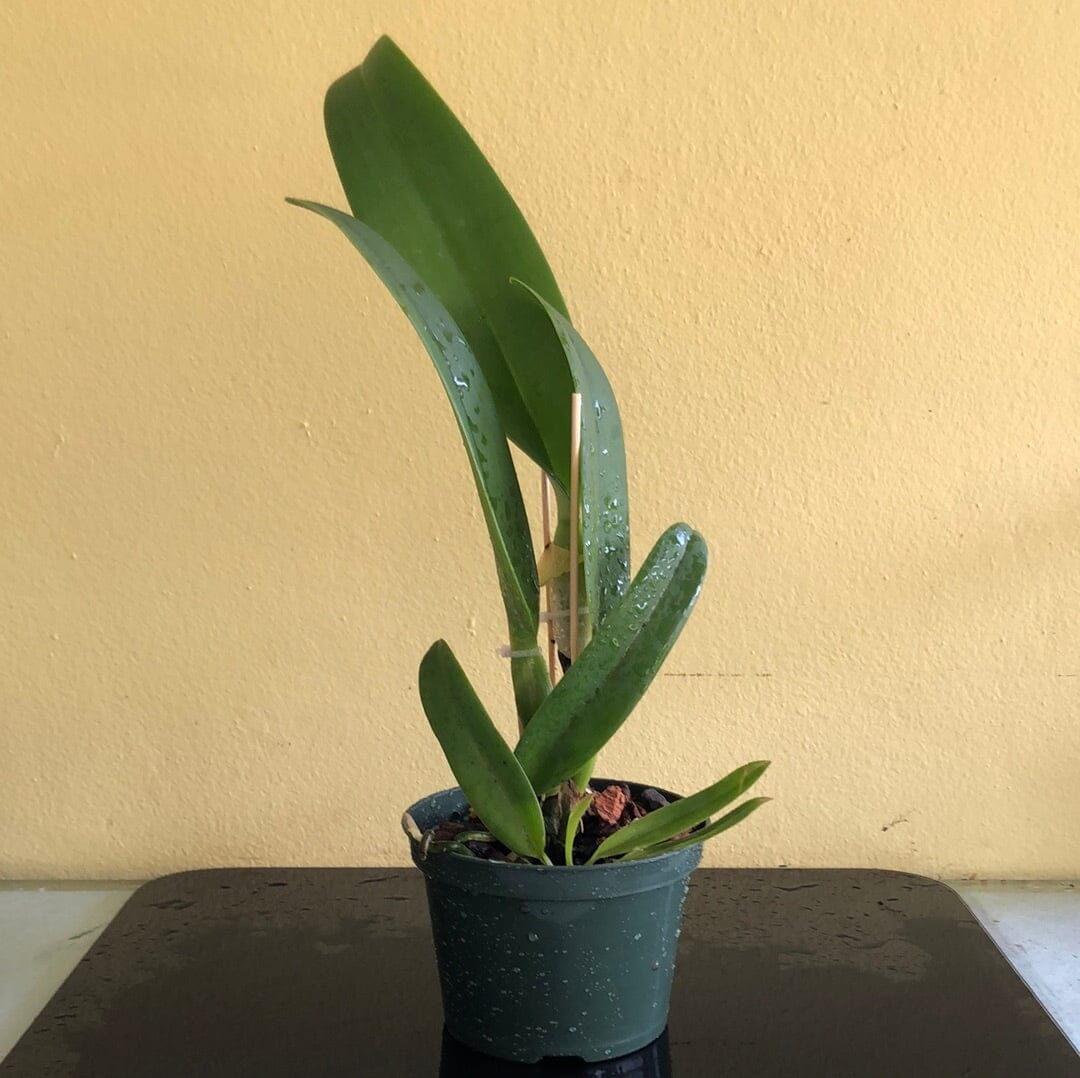 Cattleya Alliance: Rlc. Chia Lin 'Sun Light' – La Foresta Orchids