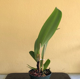 Cattleya Alliance: Rlc. Chia Lin 'Sun Light' – La Foresta Orchids