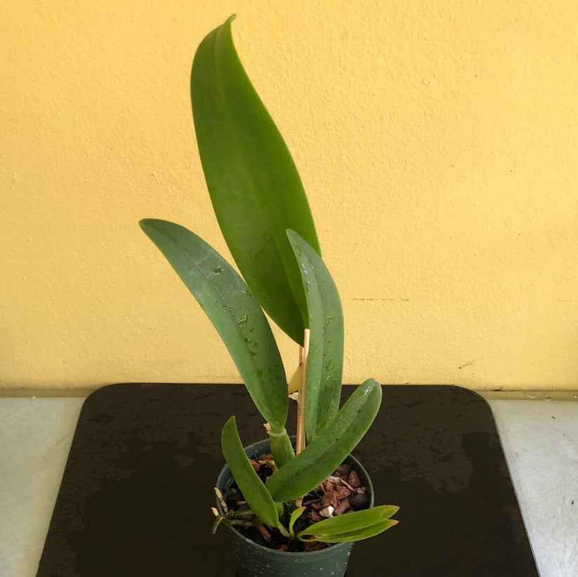 Cattleya Alliance - Rlc. Chia Lin 'Sun Light' – La Foresta Orchids