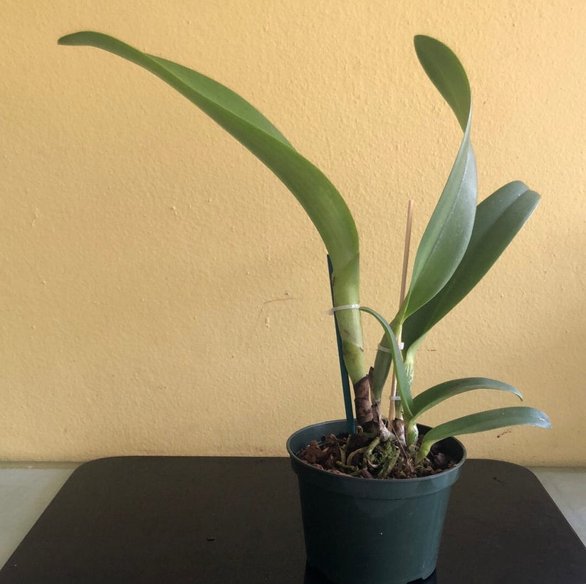 Cattleya Alliance - Rlc. Chia Lin 'Sun Light' – La Foresta Orchids