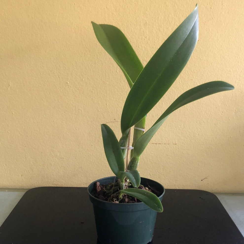 Cattleya Alliance - Rlc. Chia Lin 'Sun Light' – La Foresta Orchids