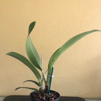 Cattleya Alliance: Rlc. Chia Lin 'Sun Light' – La Foresta Orchids