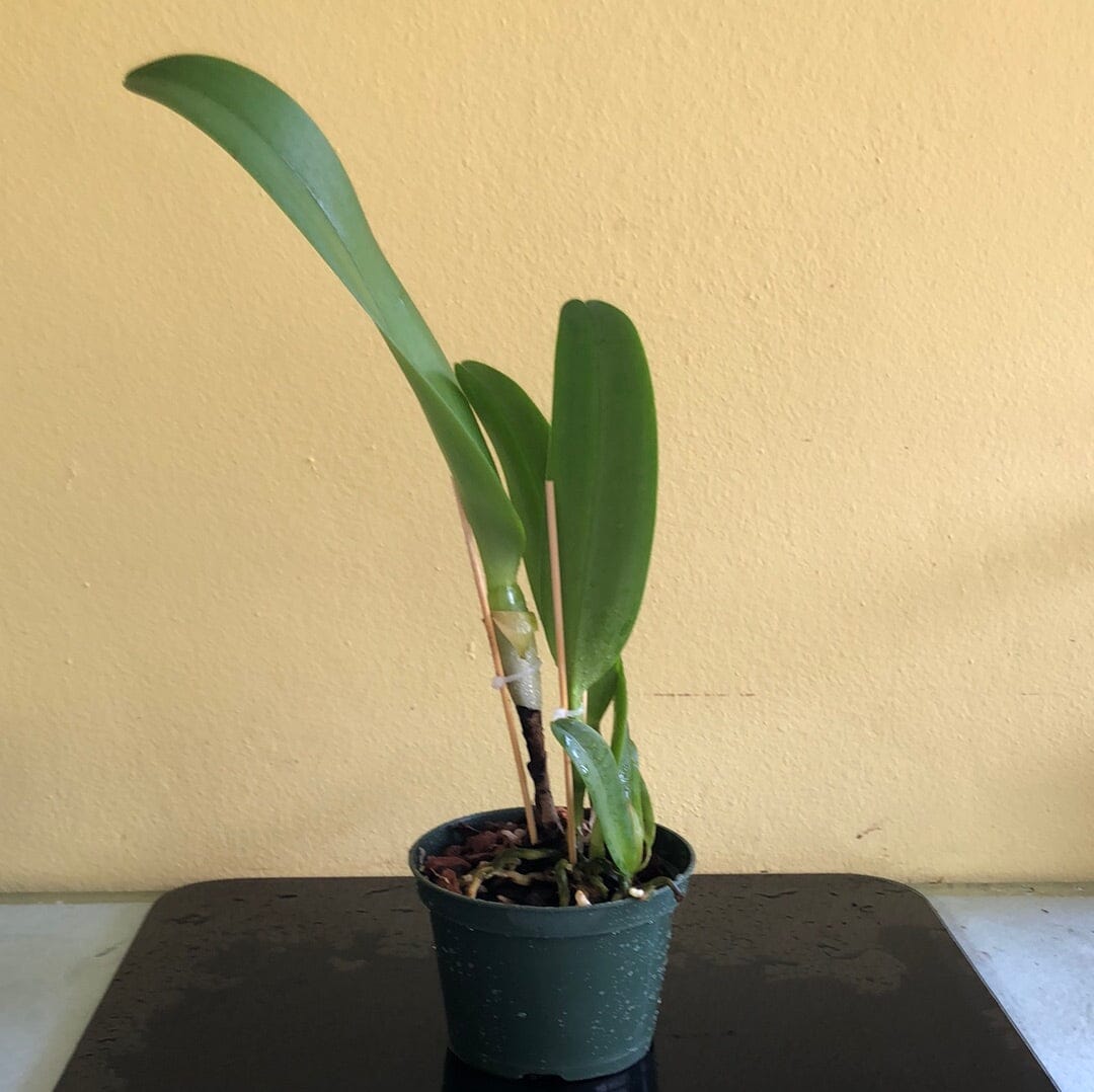 Cattleya Alliance: Rlc. Chia Lin 'Sun Light' – La Foresta Orchids